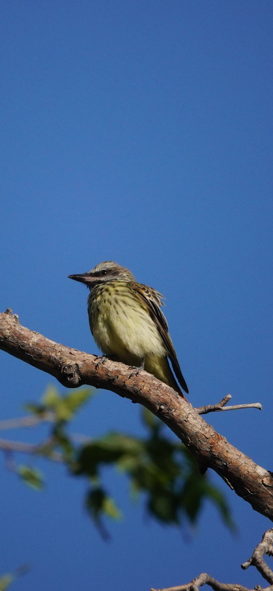 eBird Checklist - 16 May 2025 - Madera Canyon--Proctor Rd. - 1 species