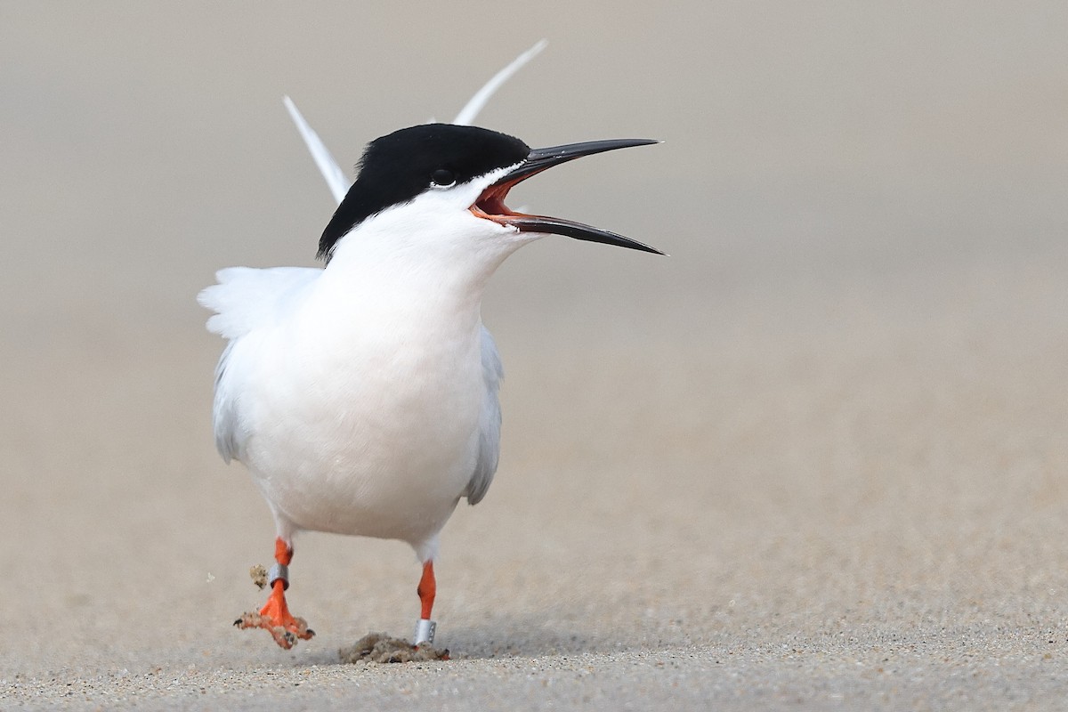 eBird Checklist - 16 May 2025 - Parker River NWR - 106 species (+1 ...