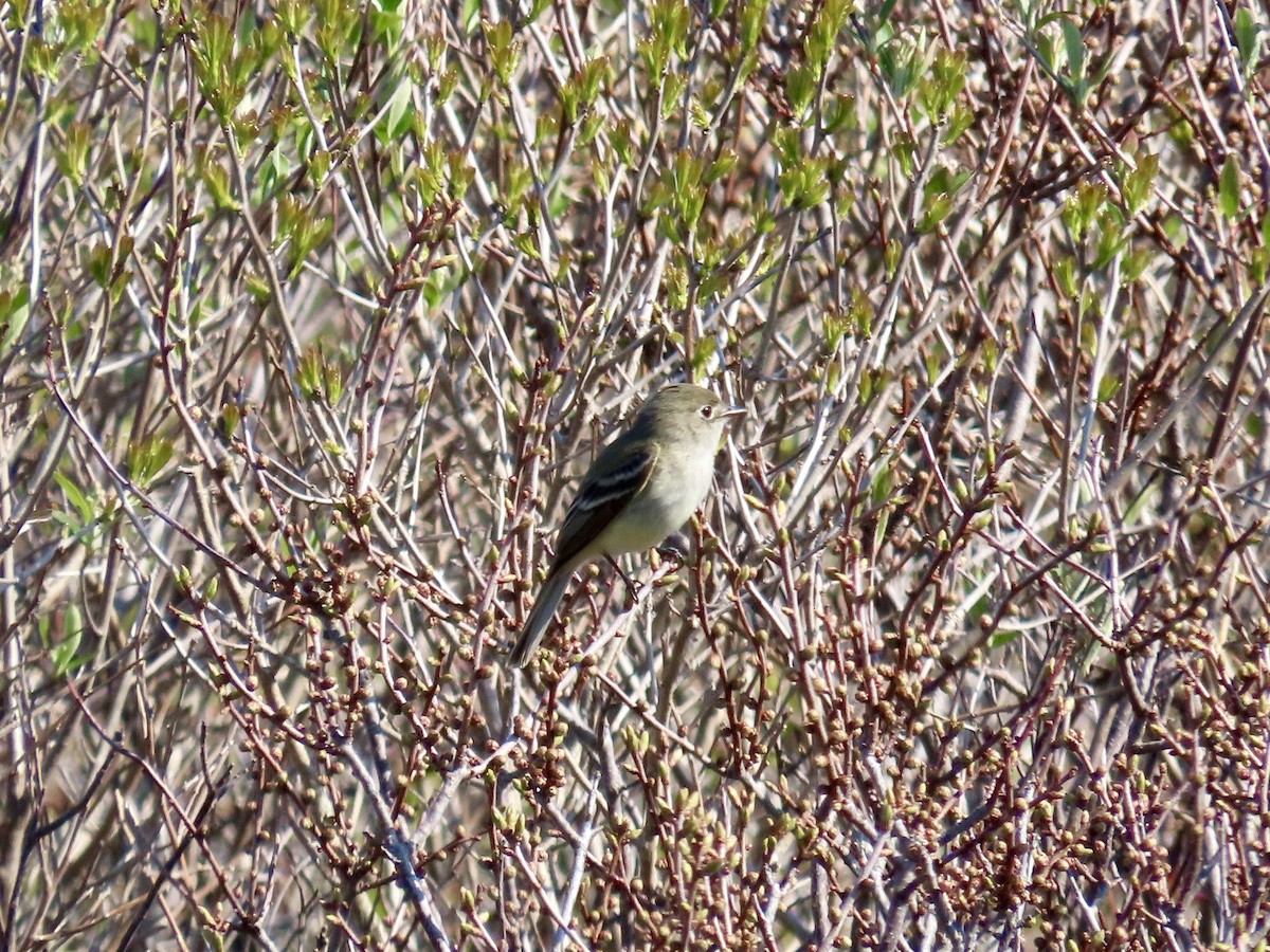 eBird Checklist - 13 May 2025 - Isles of Shoals--Star Island, Rye - 50 ...