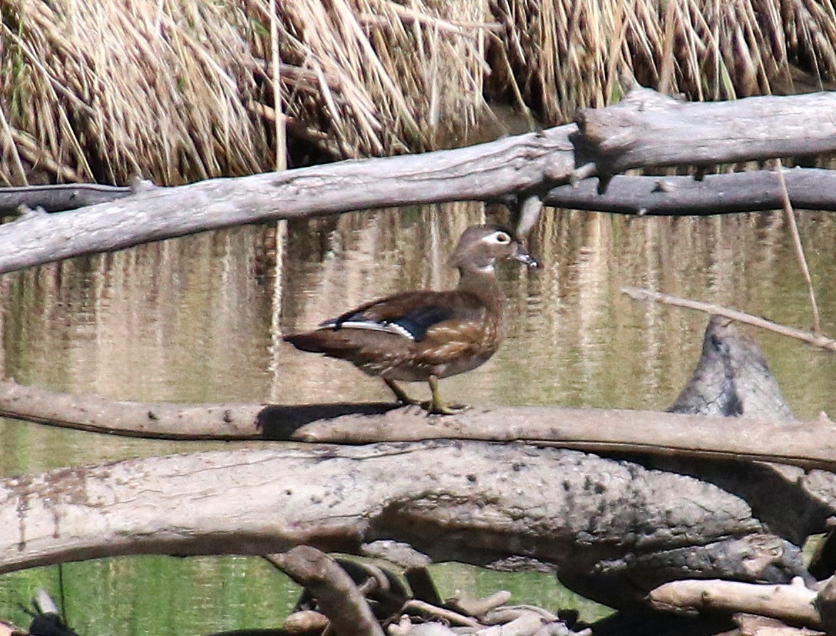 eBird Checklist - 14 May 2025 - Star K Ranch--Morrison Nature Center ...