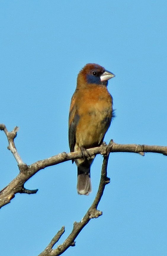 eBird Checklist - 16 May 2025 - N 1920 & E 1760 - 5 species (+1 other taxa)