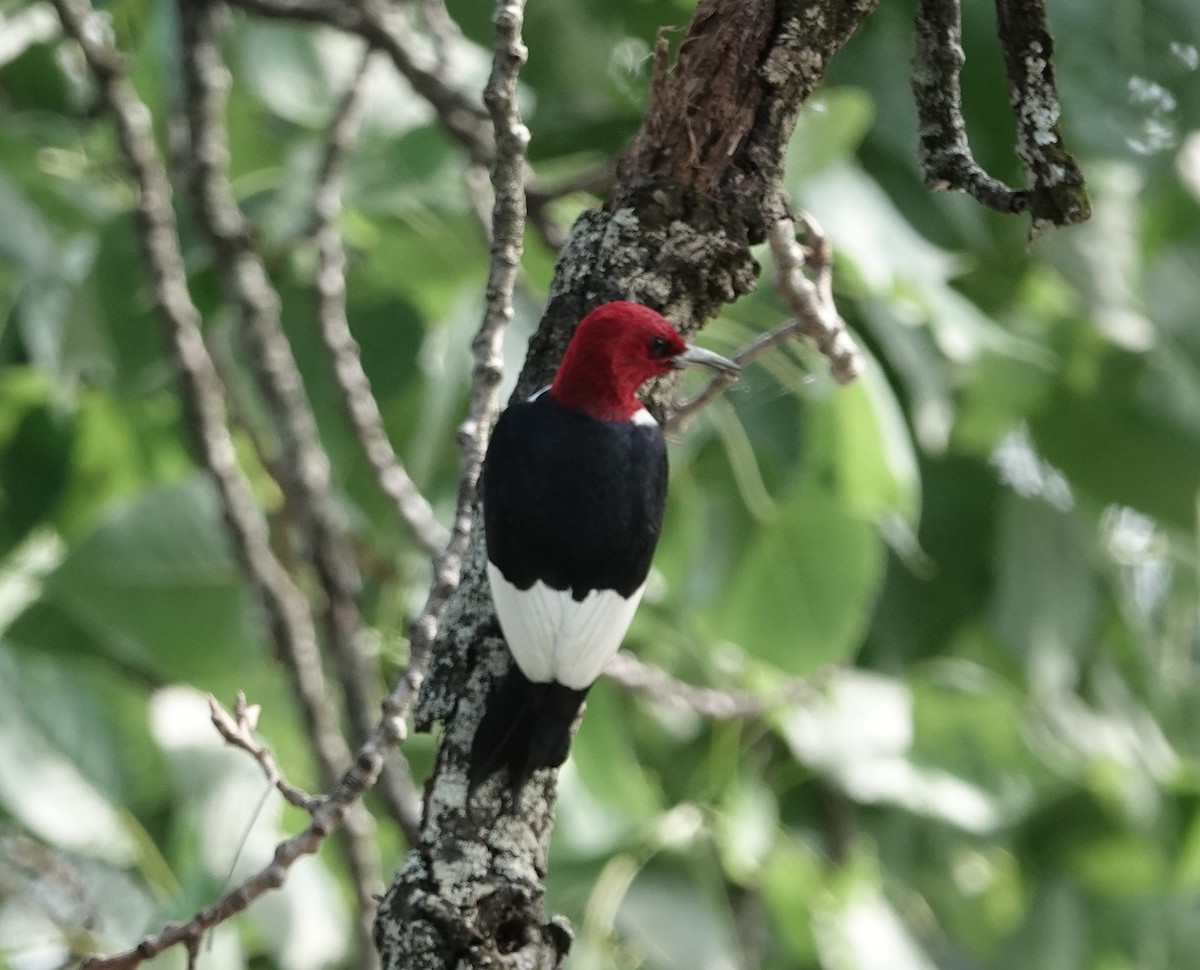 eBird Checklist - 16 May 2025 - Mississippi, Forrest, Town Square Park ...