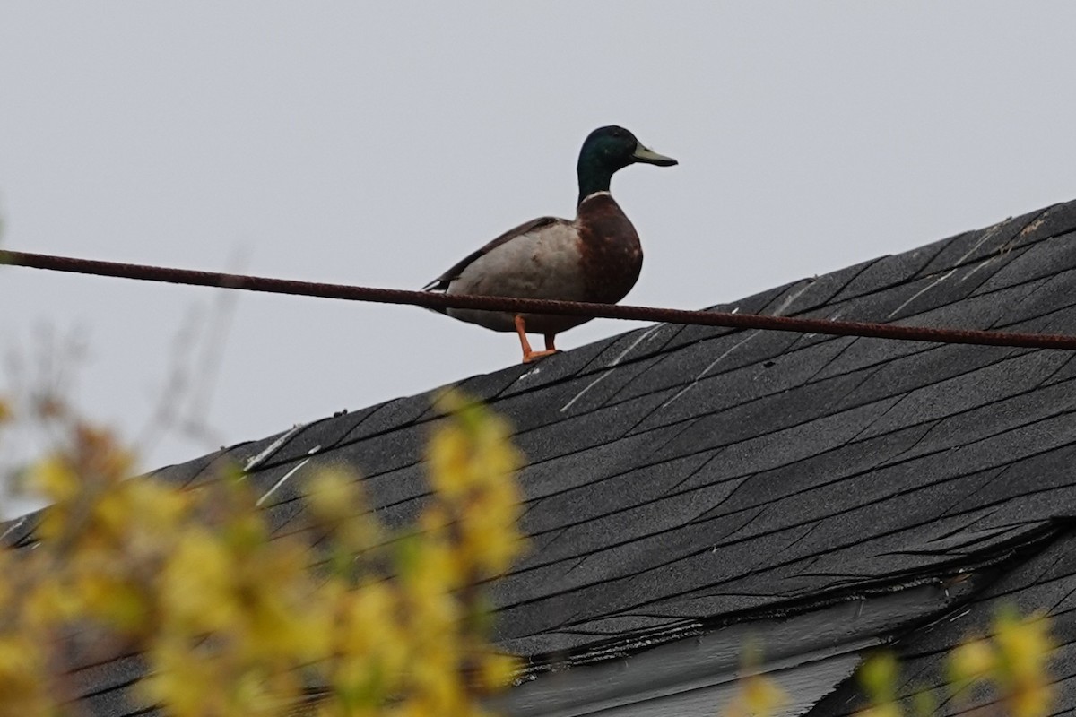 eBird Checklist - 16 May 2025 - Monhegan Island - 45 species