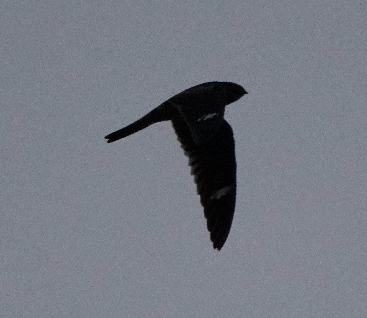 Pennsylvania Bird Atlas Checklist - 16 May 2025 - 361 W Grant St ...