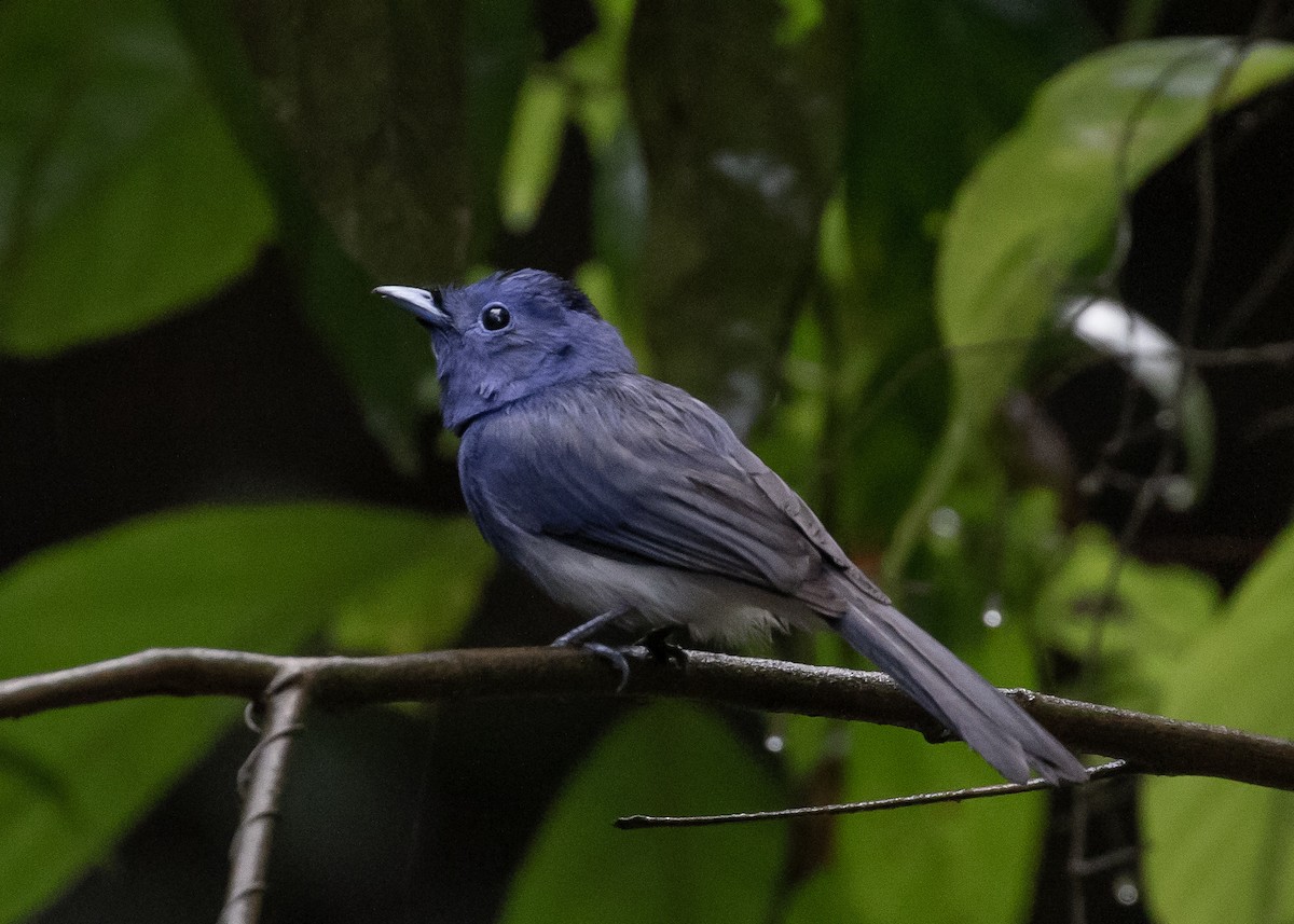Black-naped Monarch - Hypothymis azurea - Medya Ara - Macaulay Library ...