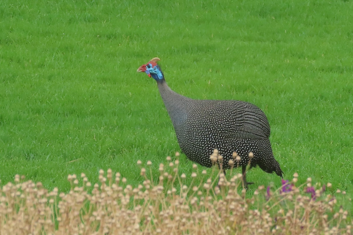 eBird Checklist - 20 Nov 2023 - Kirstenbosch Botanical Garden - 3 species