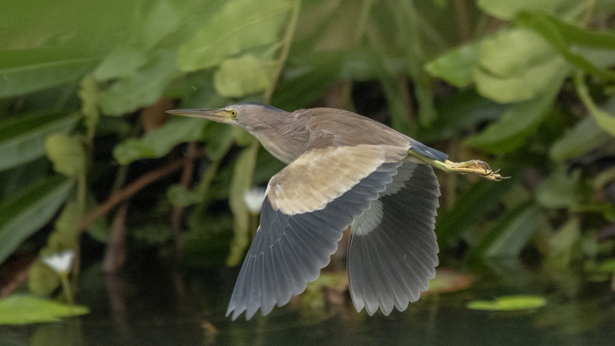 ML635930797 - Yellow Bittern - Macaulay Library