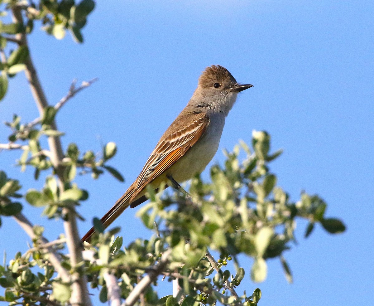 eBird Checklist - 16 May 2025 - Mason Valley WMA - 9 species