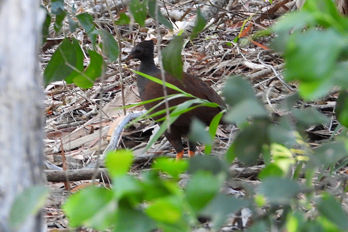 eBird Checklist - 17 May 2025 - Redden Island (Machans Beach, Cairns ...