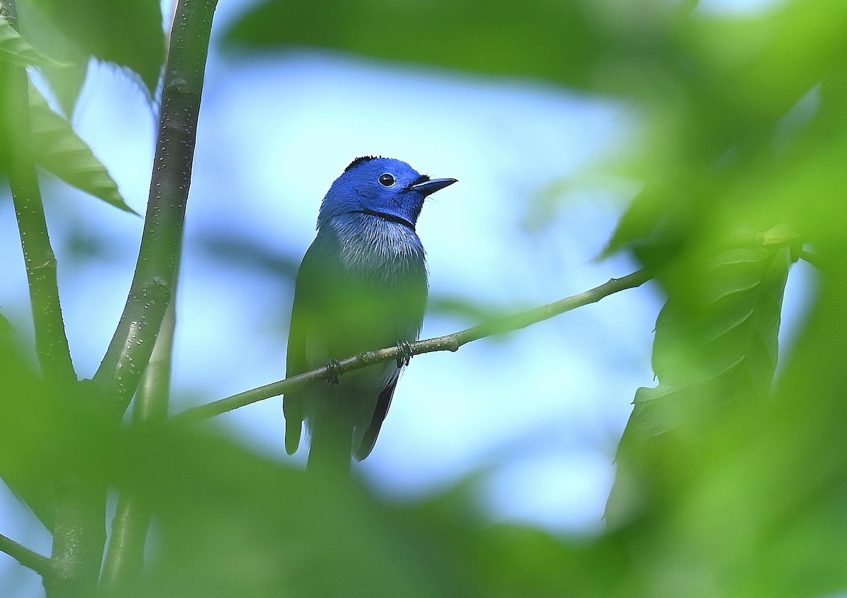 Black-naped Monarch - Hypothymis azurea - Medya Ara - Macaulay Library ...