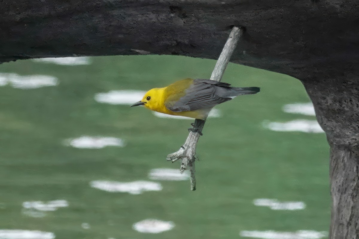 eBird Checklist - 17 May 2025 - Miles Wildlife Santuary - 47 species