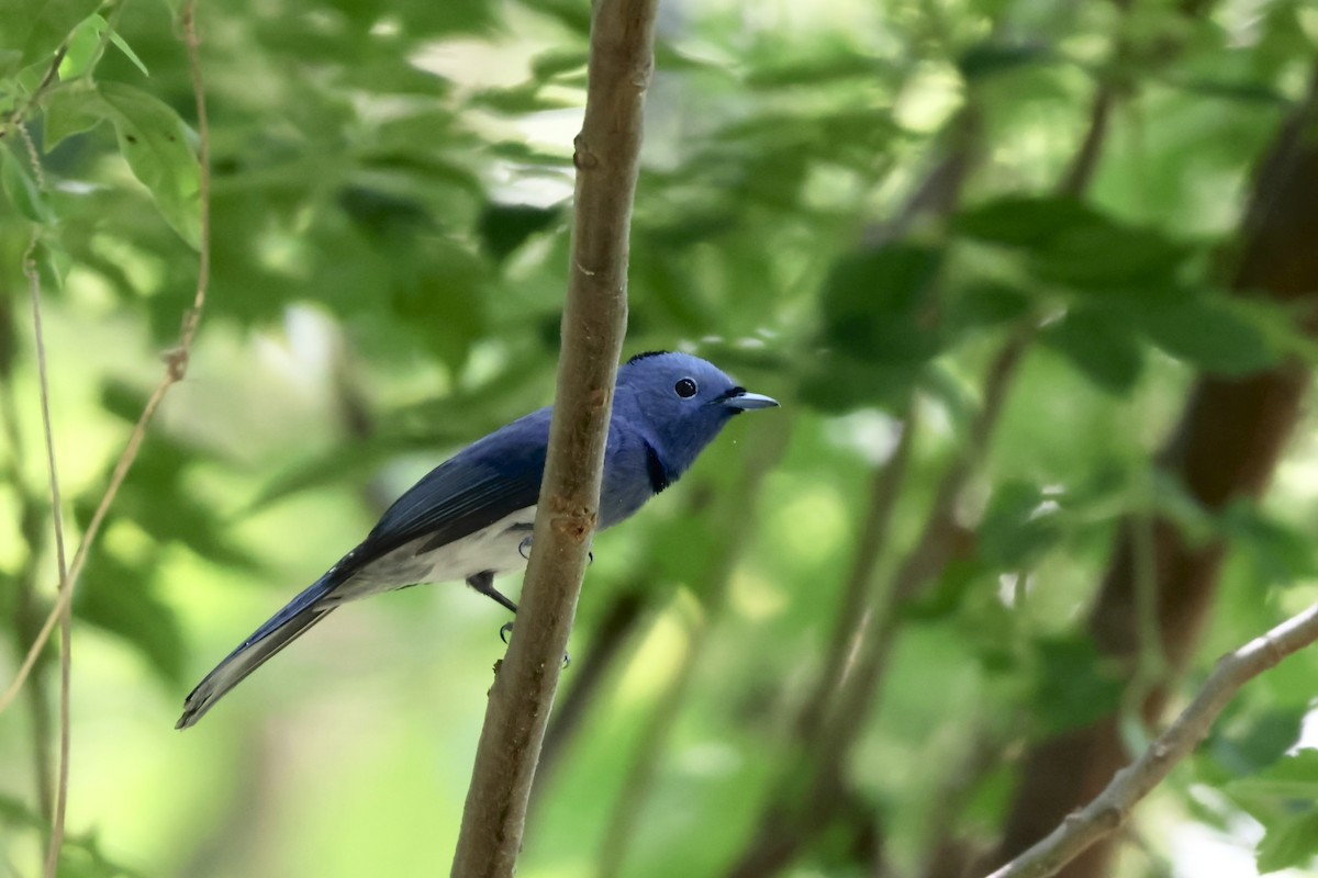 Black-naped Monarch - Hypothymis azurea - Medya Ara - Macaulay Library ...
