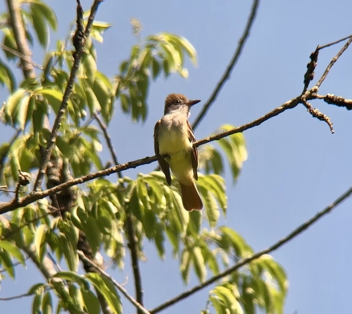 Pennsylvania Bird Atlas Checklist - 17 May 2025 - Crows Nest Preserve - 50 species