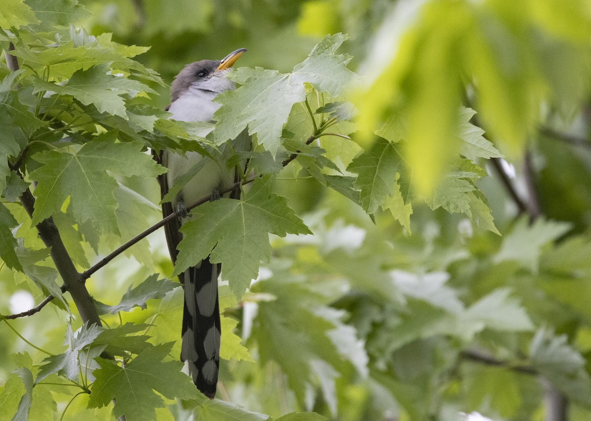 eBird Checklist - 17 May 2025 - Olive Park, Chicago - 77 species (+3 ...