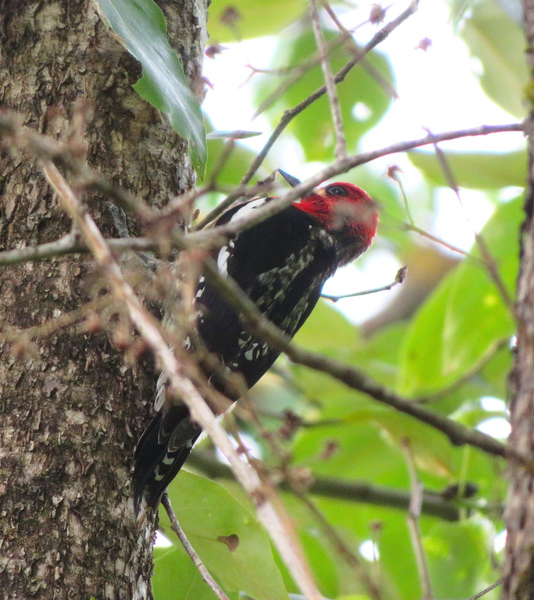eBird Checklist - 10 May 2025 - Osprey Park - 30 species