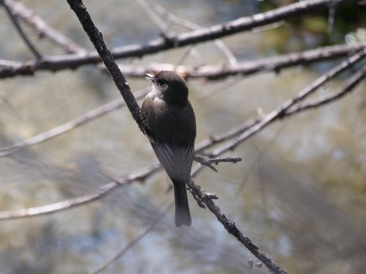 eBird Checklist - 27 Apr 2025 - Stalker Lake SWA - 31 species