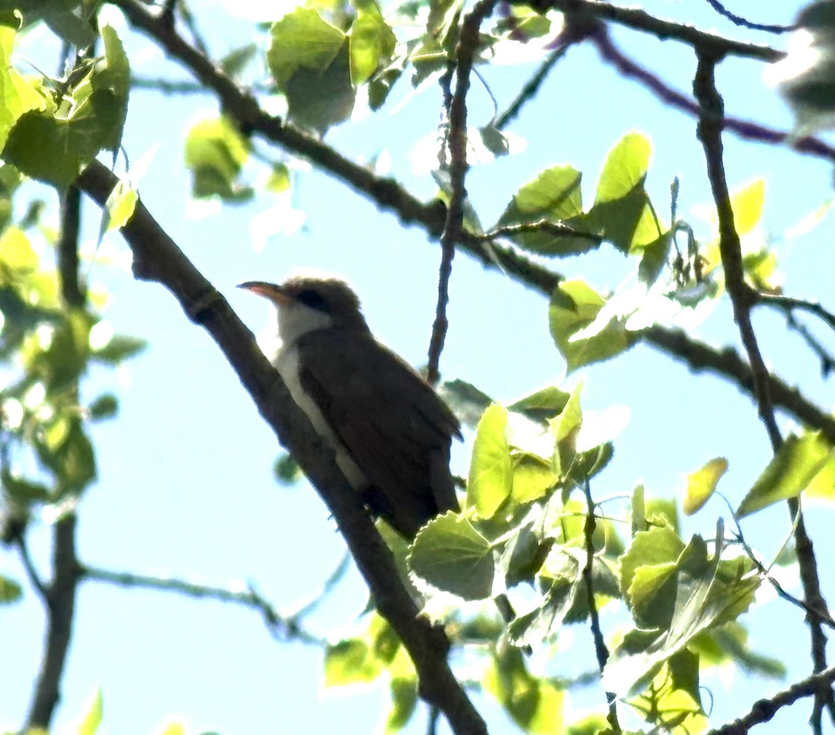 eBird Checklist - 17 May 2025 - Presque Isle SP (IBA) - 65 species