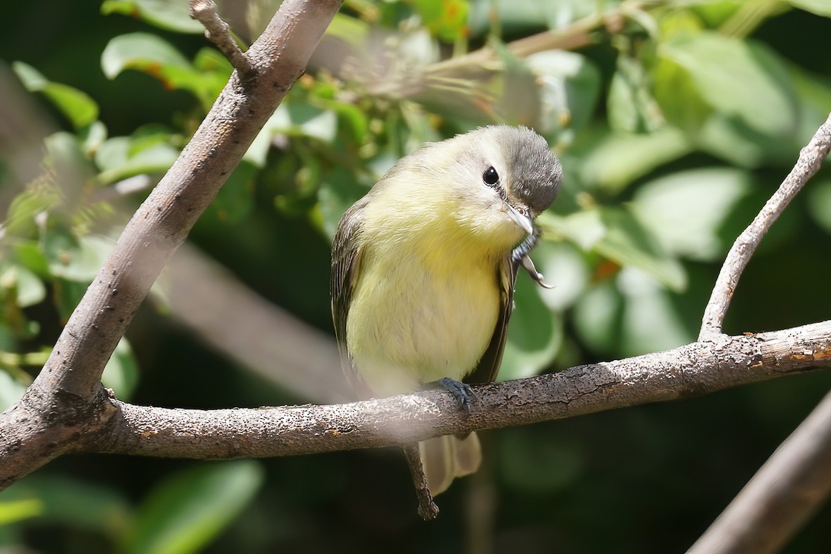 eBird Checklist - 17 May 2025 - Little Storm Lake - 15 species
