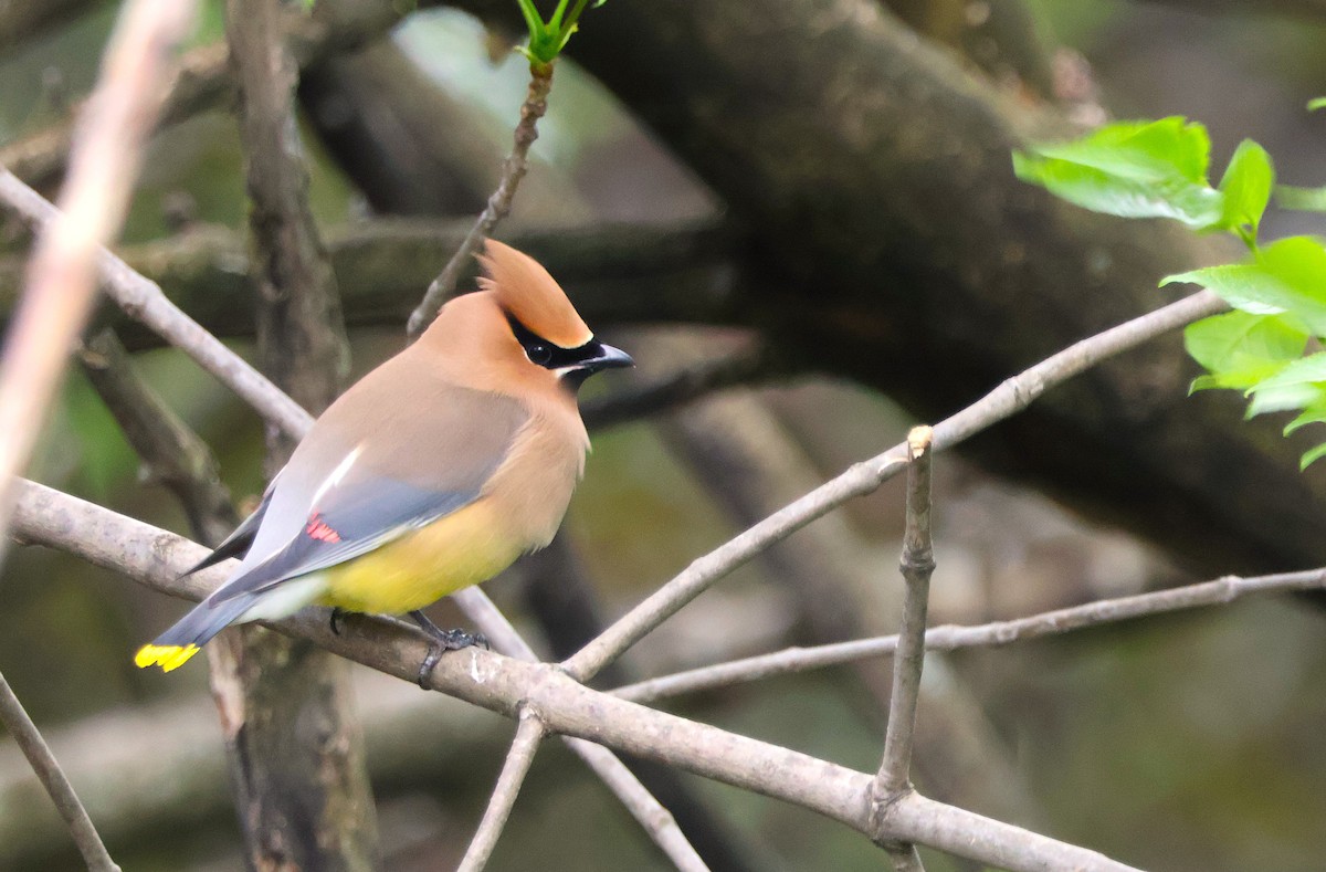 eBird Checklist - 17 May 2025 - Montrose Point Bird Sanctuary, Lincoln ...
