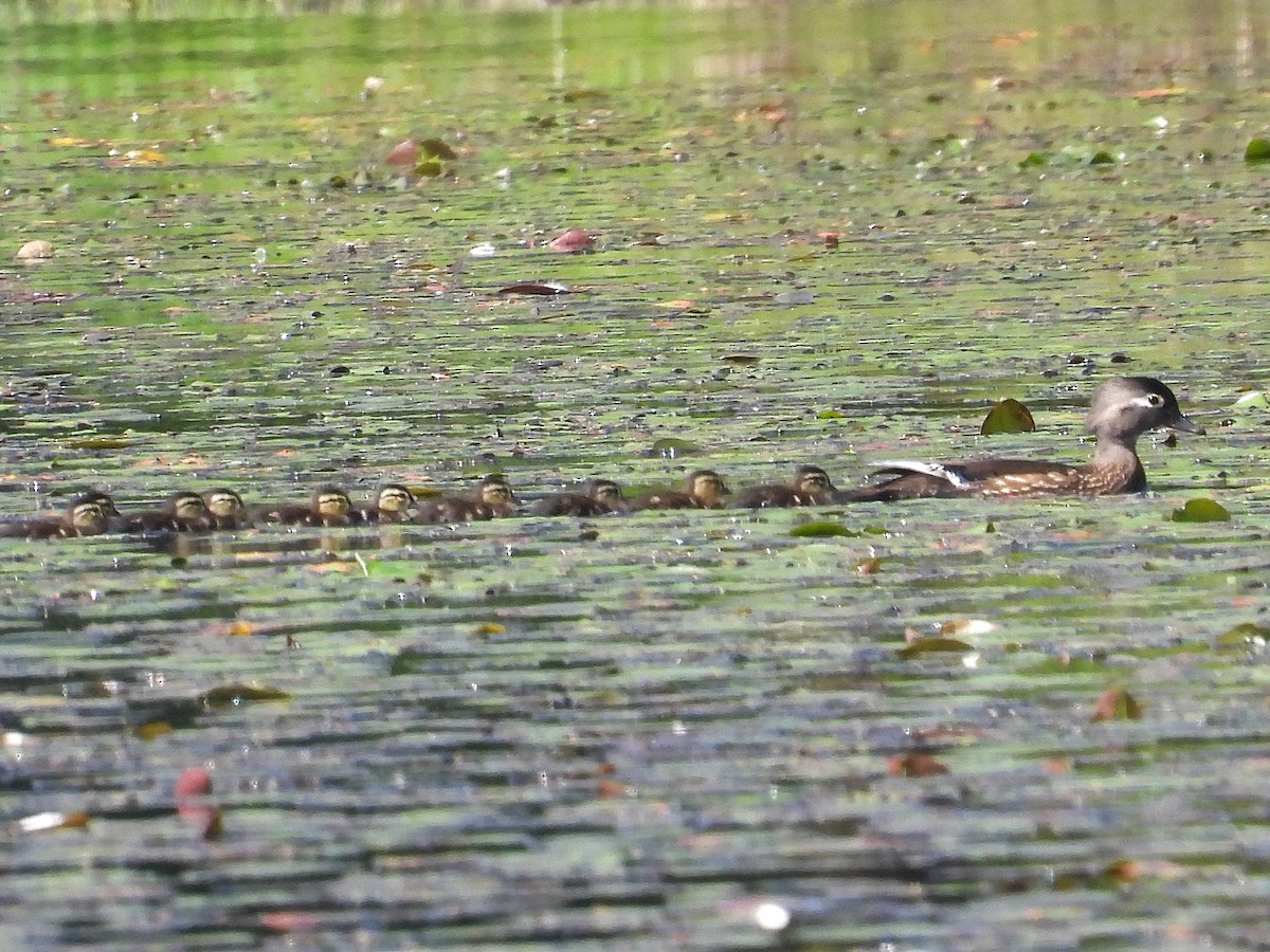 eBird Checklist - 17 May 2025 - Three Corner Pond - 17 species