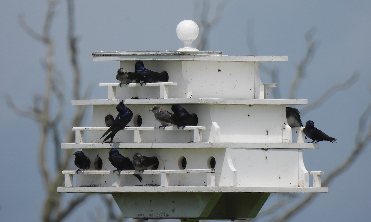 eBird Checklist - 17 May 2025 - 3933 Holleford Road, Hartington ...