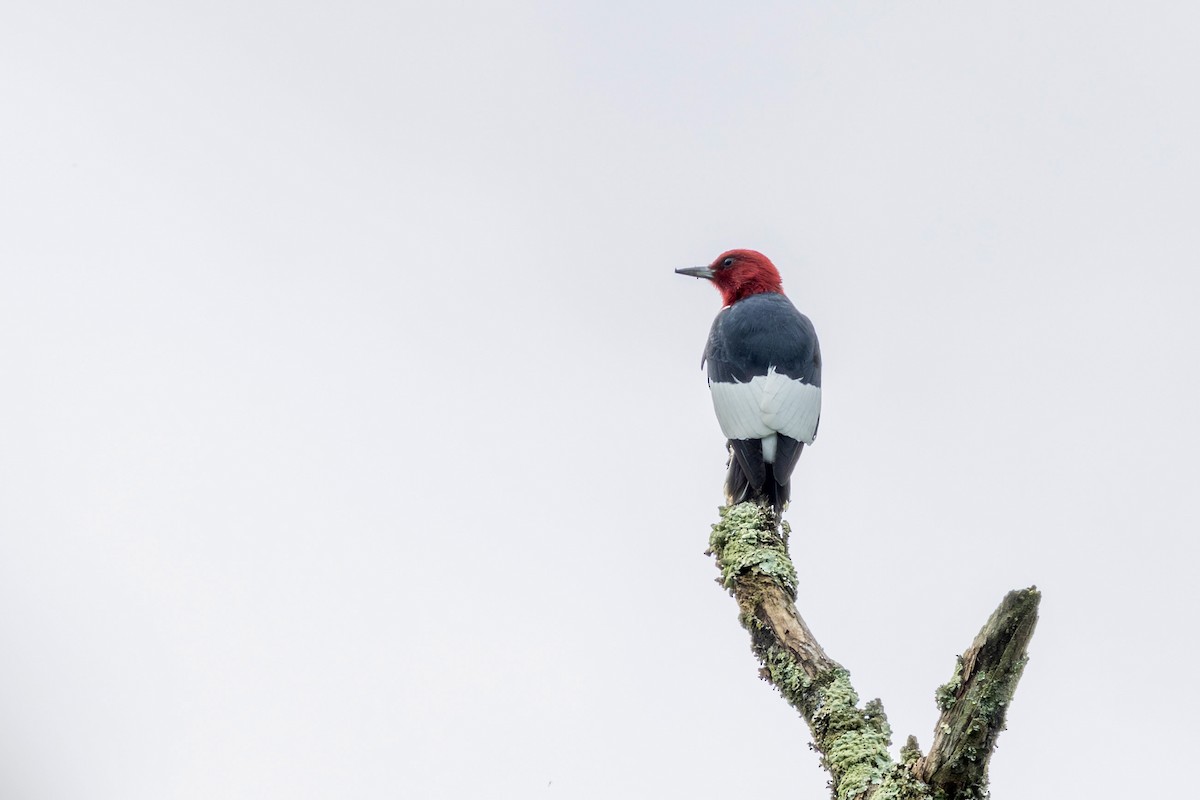 Pennsylvania Bird Atlas Checklist - 17 May 2025 - Crows Nest Preserve ...