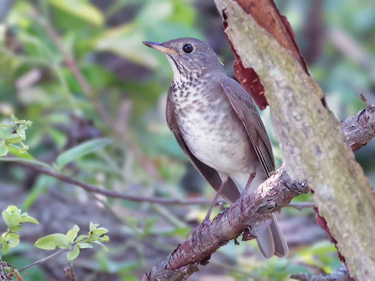 eBird Checklist - 17 May 2025 - 303 N Congress St, Port Penn US-DE 39.52037, -75.57509 - 20 species