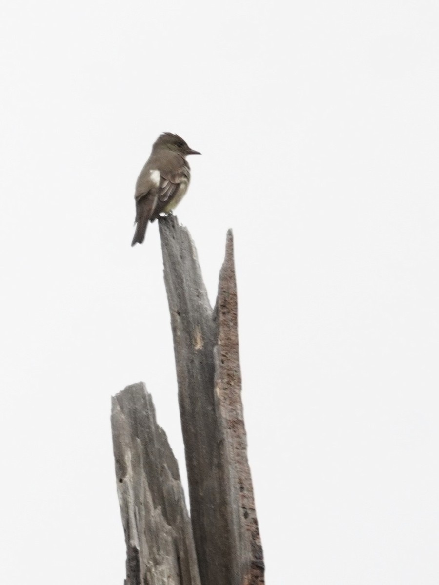 eBird Checklist - 17 May 2025 - Eldorado Mountain Open Space--Fowler ...