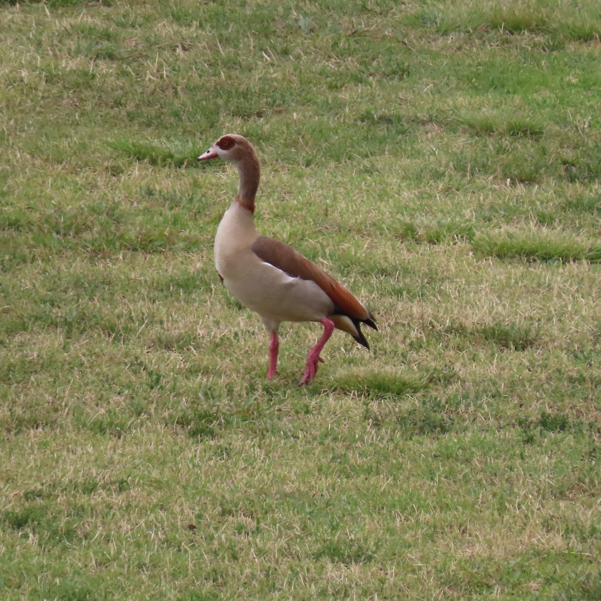 eBird Checklist - 17 May 2025 - Veeh Reservoir, Laguna Hills - 35 ...