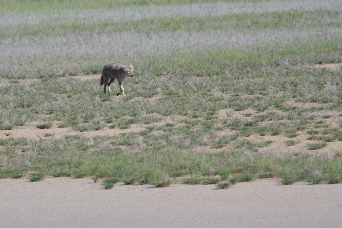 ML635983042 - Coyote - Macaulay Library
