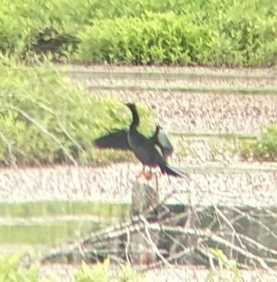 Virginia Breeding Bird Atlas Checklist - 17 May 2025 - Greensprings ...
