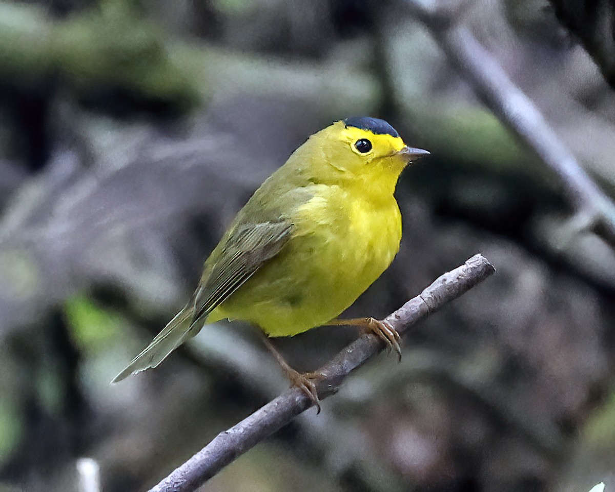 ML635989978 - Wilson's Warbler - Macaulay Library