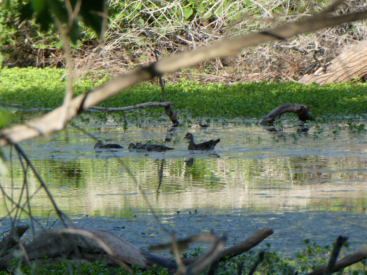 eBird Checklist - 17 May 2025 - American River Parkway behind condo ...