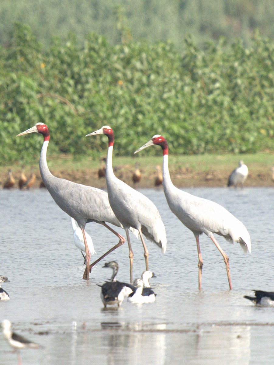 eBird Checklist - 17 May 2025 - Mohari Pond, Jabalpur - 12 species