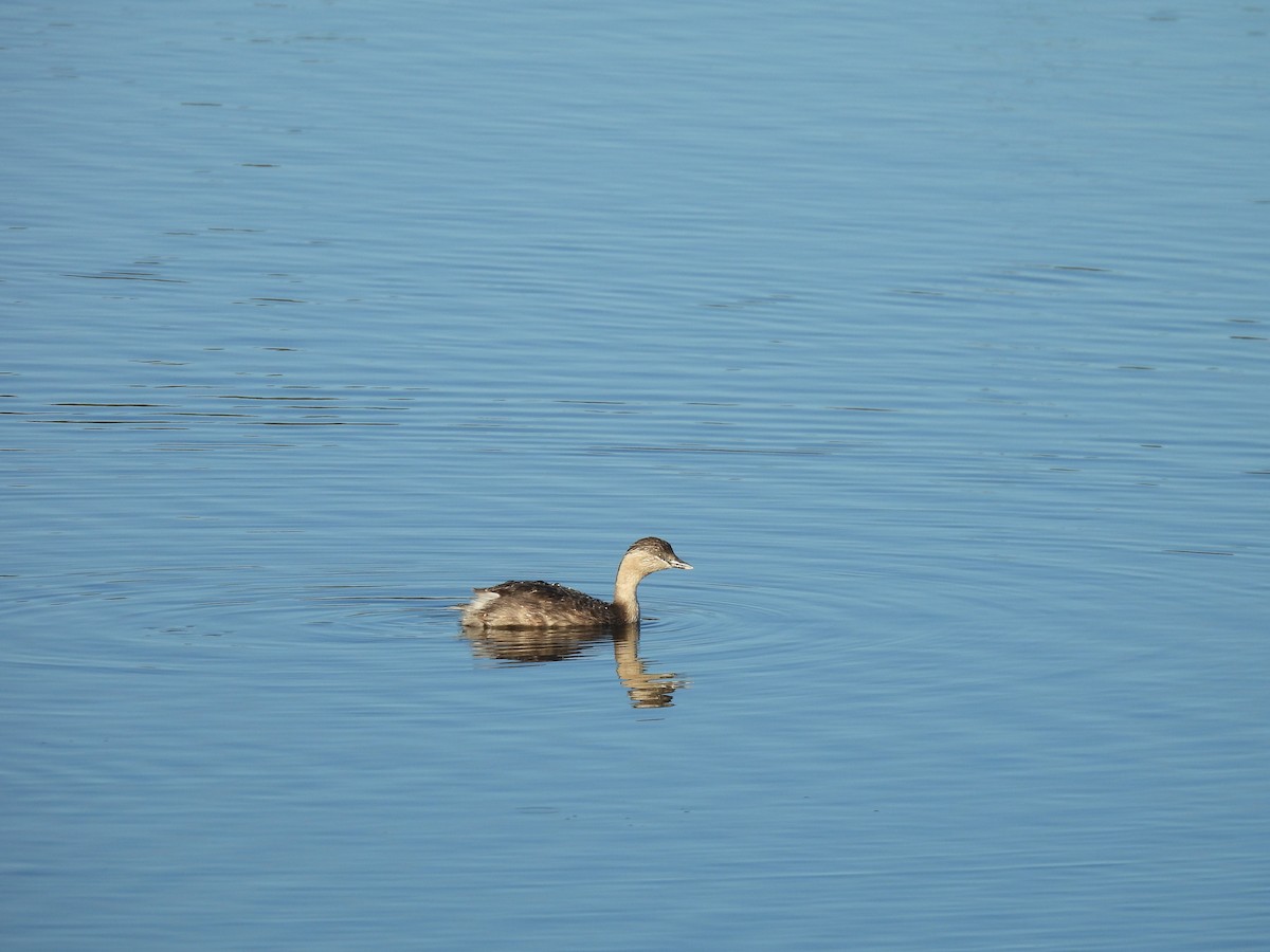eBird Checklist - 18 May 2025 - Port Wakefield Caravan Park - 21 species