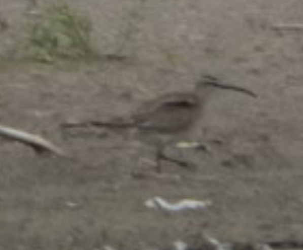 Pennsylvania Bird Atlas Checklist - 18 May 2025 - Presque Isle SP--Gull Pt. - 21 species