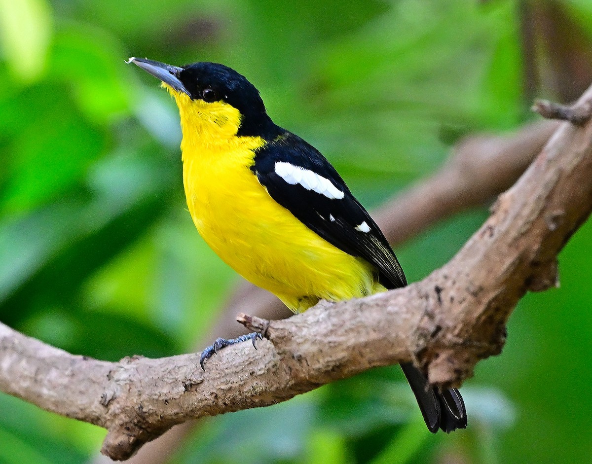 ML636013260 - Common Iora - Macaulay Library