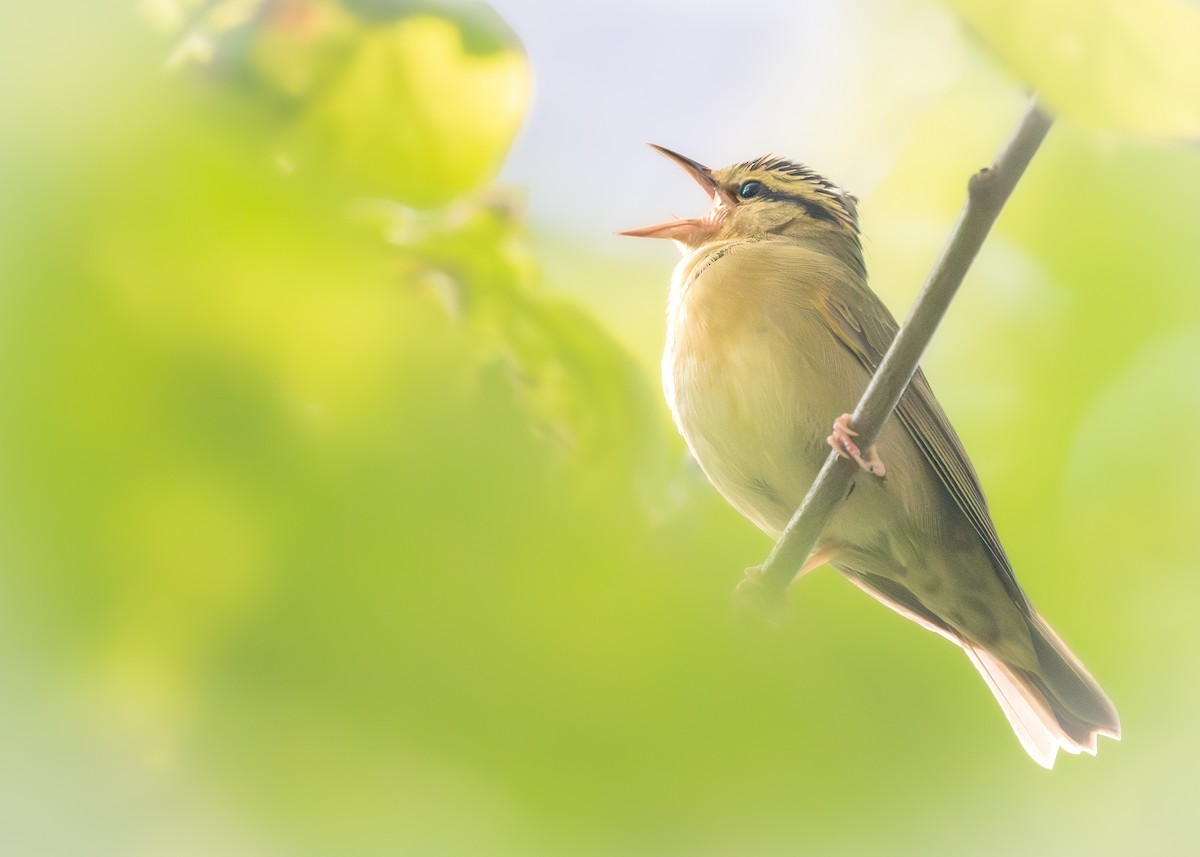 eBird Checklist - 18 May 2025 - Blackhand Gorge--Marie Hickey Trail ...