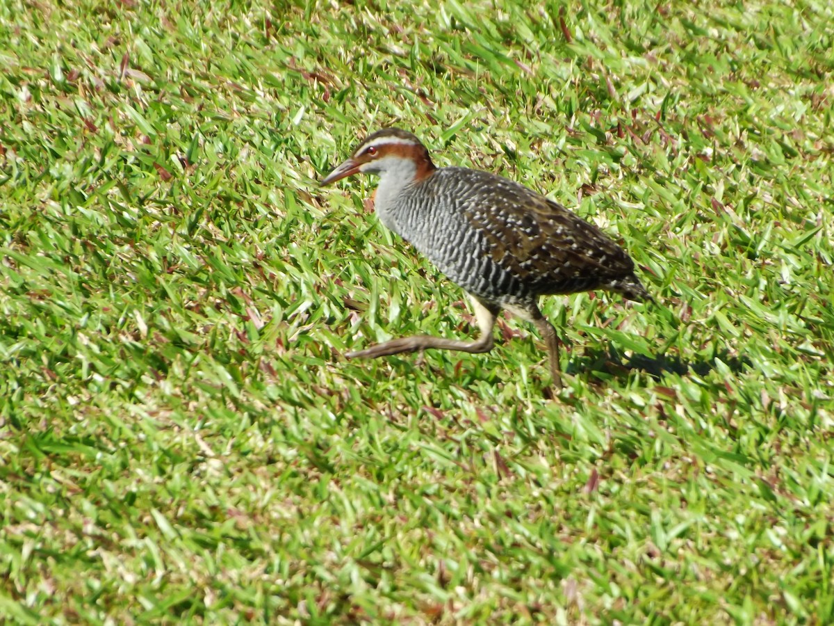 eBird Checklist - 7 Oct 2013 - Apia--Mt. Vaea & Robert Louis Stevenson ...