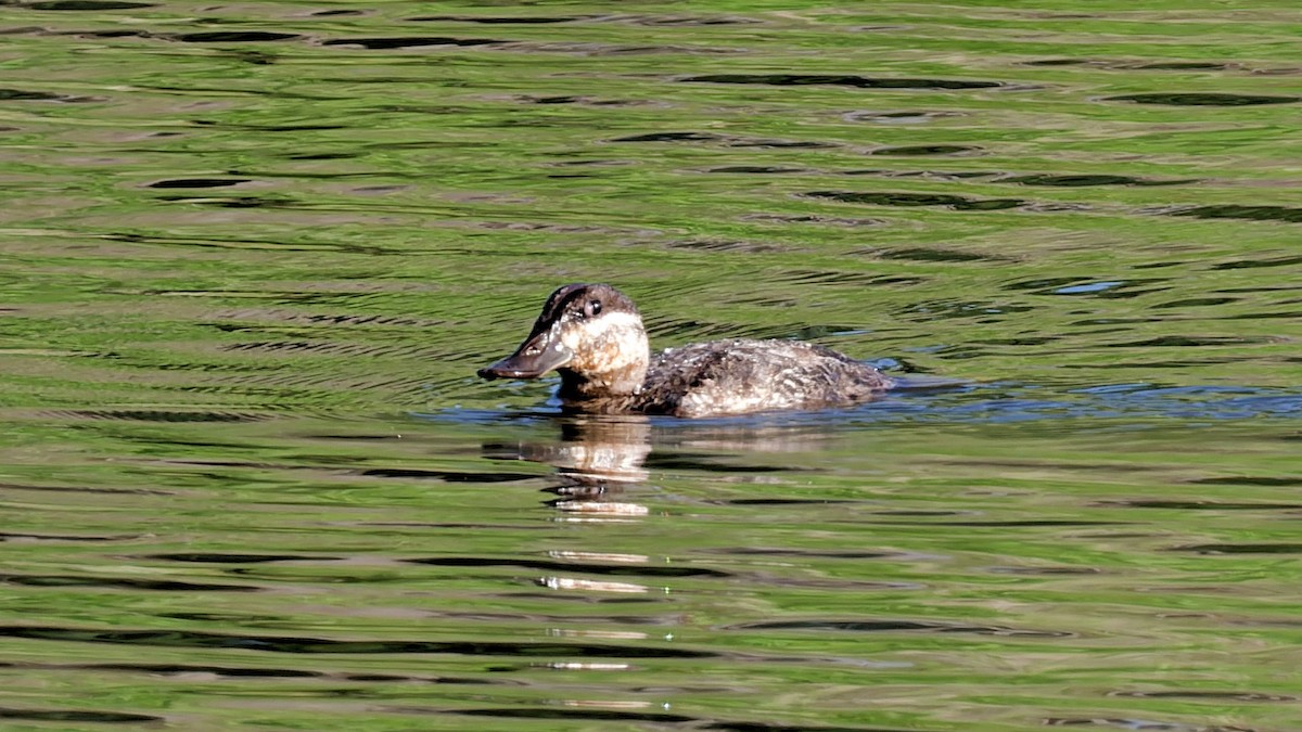 Pennsylvania Bird Atlas Checklist - 18 May 2025 - Krocks Rd. Retention Ponds - 43 species