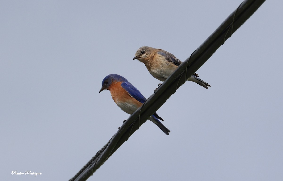 eBird Checklist - 17 May 2025 - Saint-Jules - 30 species