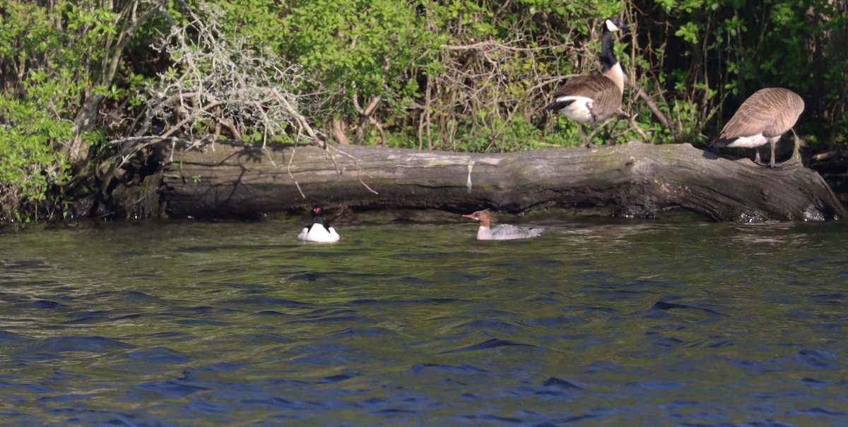 eBird Checklist - 17 May 2025 - Wertheim NWR - 34 species