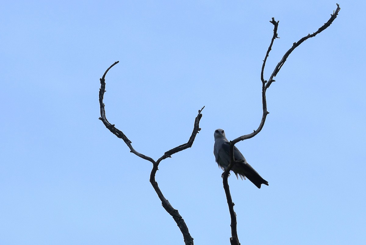 eBird Checklist - 18 May 2025 - Welsh Park, Rockville - 19 species (+1 ...