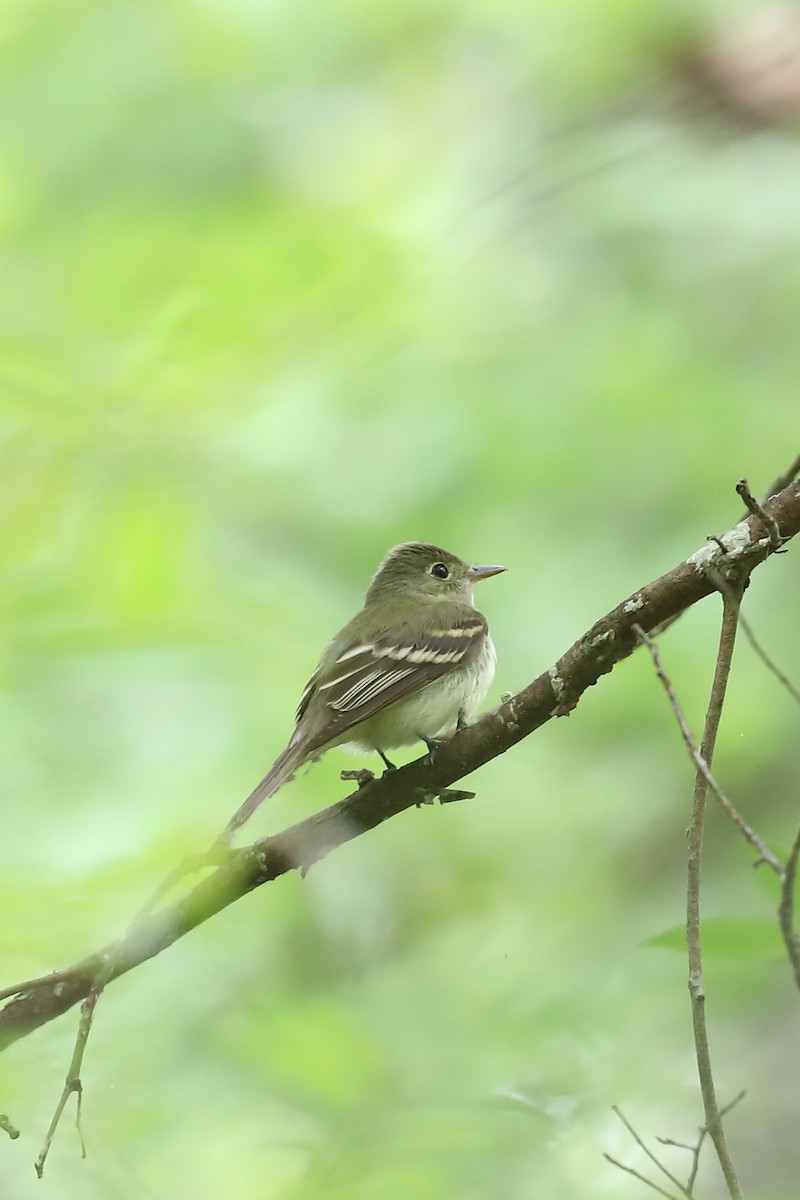 eBird Checklist - 18 May 2025 - Bayou Bodcau WMA - 30 species