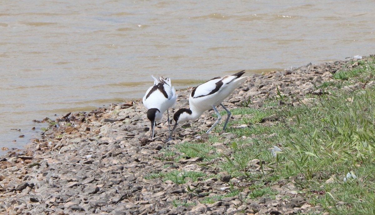 eBird Checklist - 15 Jun 2024 - WWT Steart Marshes Wetland Centre - 44 ...