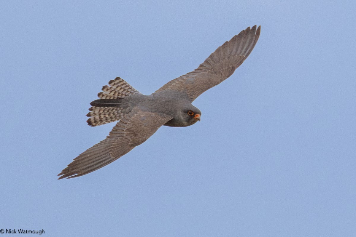 eBird Checklist - 17 May 2025 - Garland Farm Red-footed Falcon stakeout ...