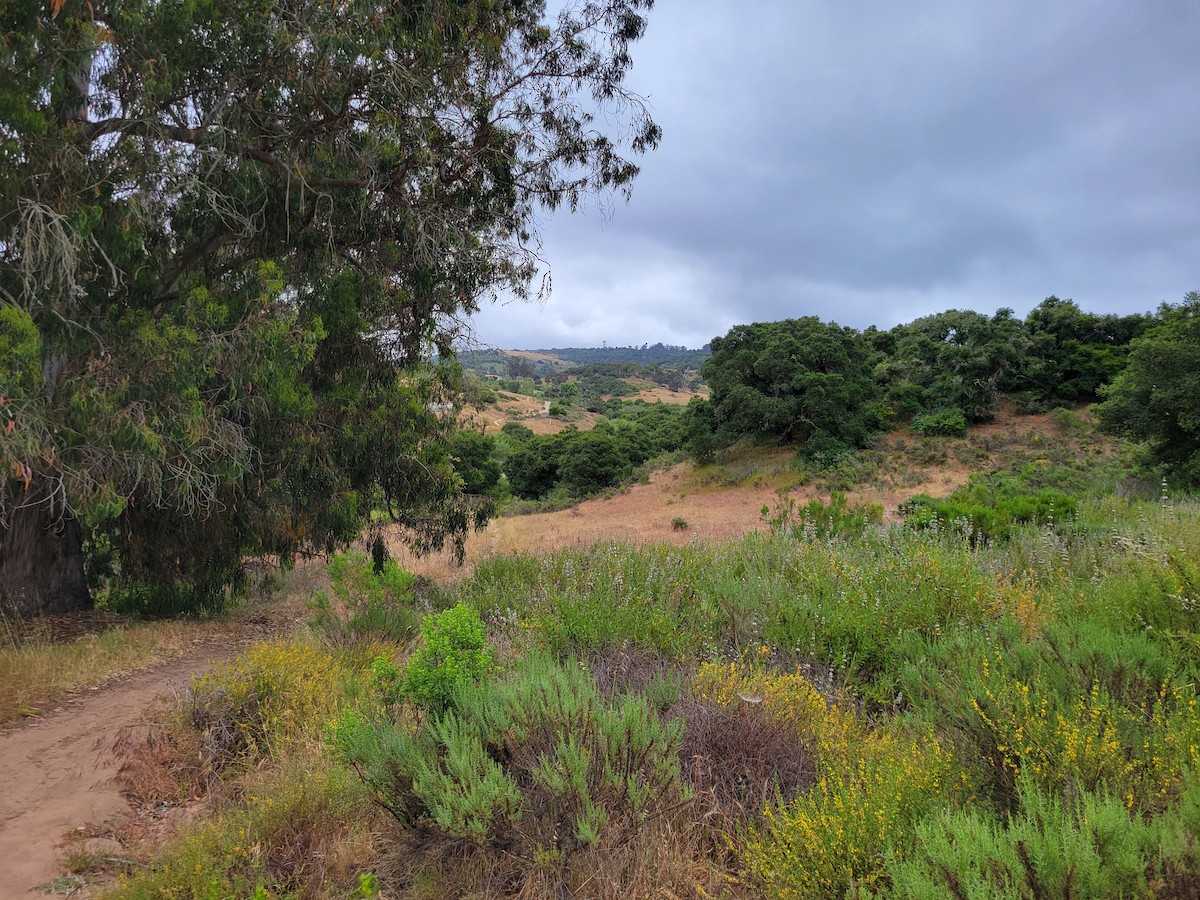 Orcutt Trail West--Orcutt Hill and Open Space Trails - Santa Barbara ...
