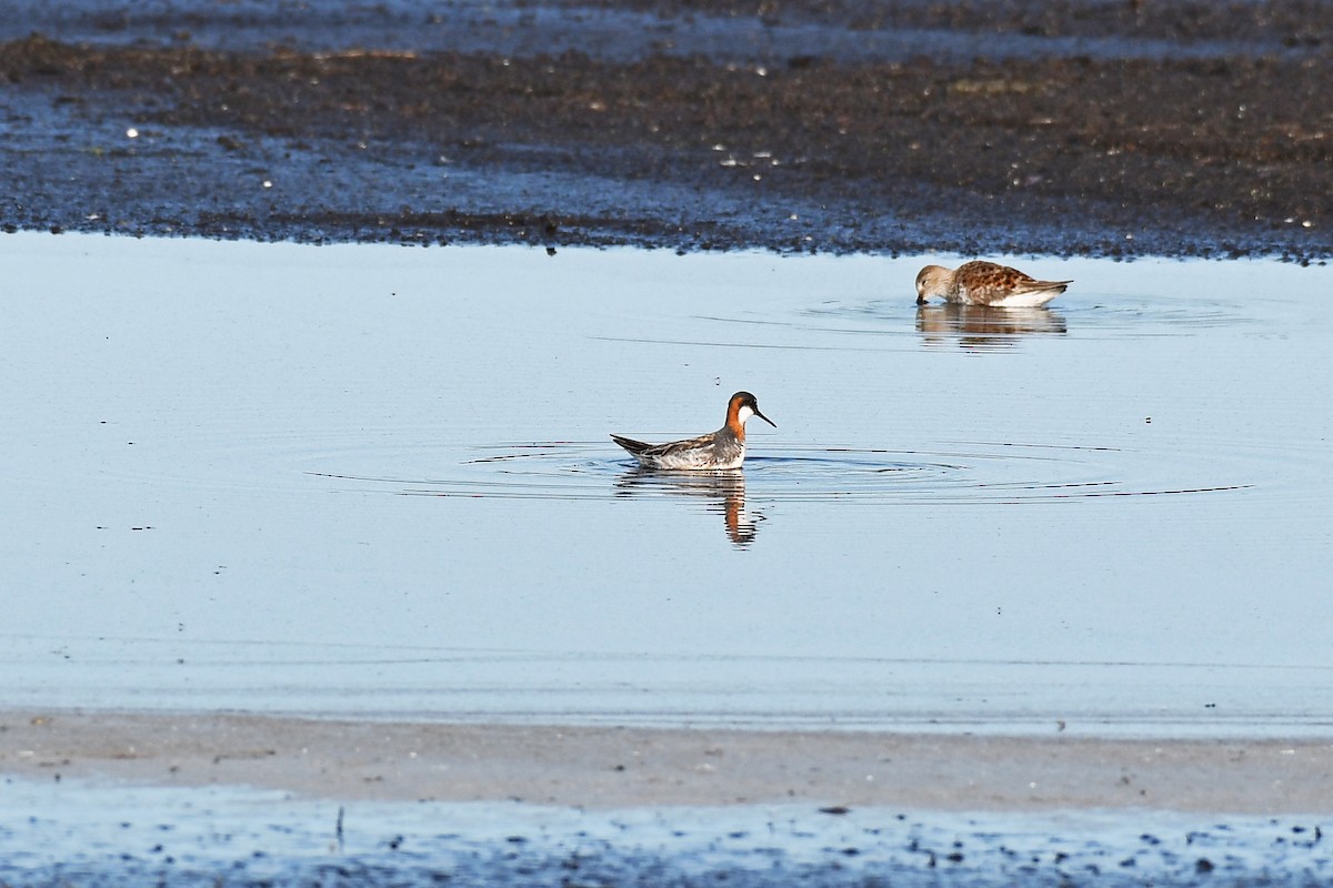 eBird Checklist - 18 May 2025 - Bombay Hook NWR - 66 species