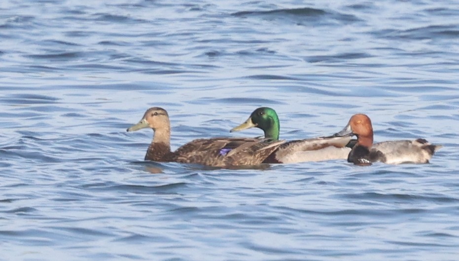 Pennsylvania Bird Atlas Checklist - 16 May 2025 - Presque Isle SP--Leo's Landing - 22 species ...