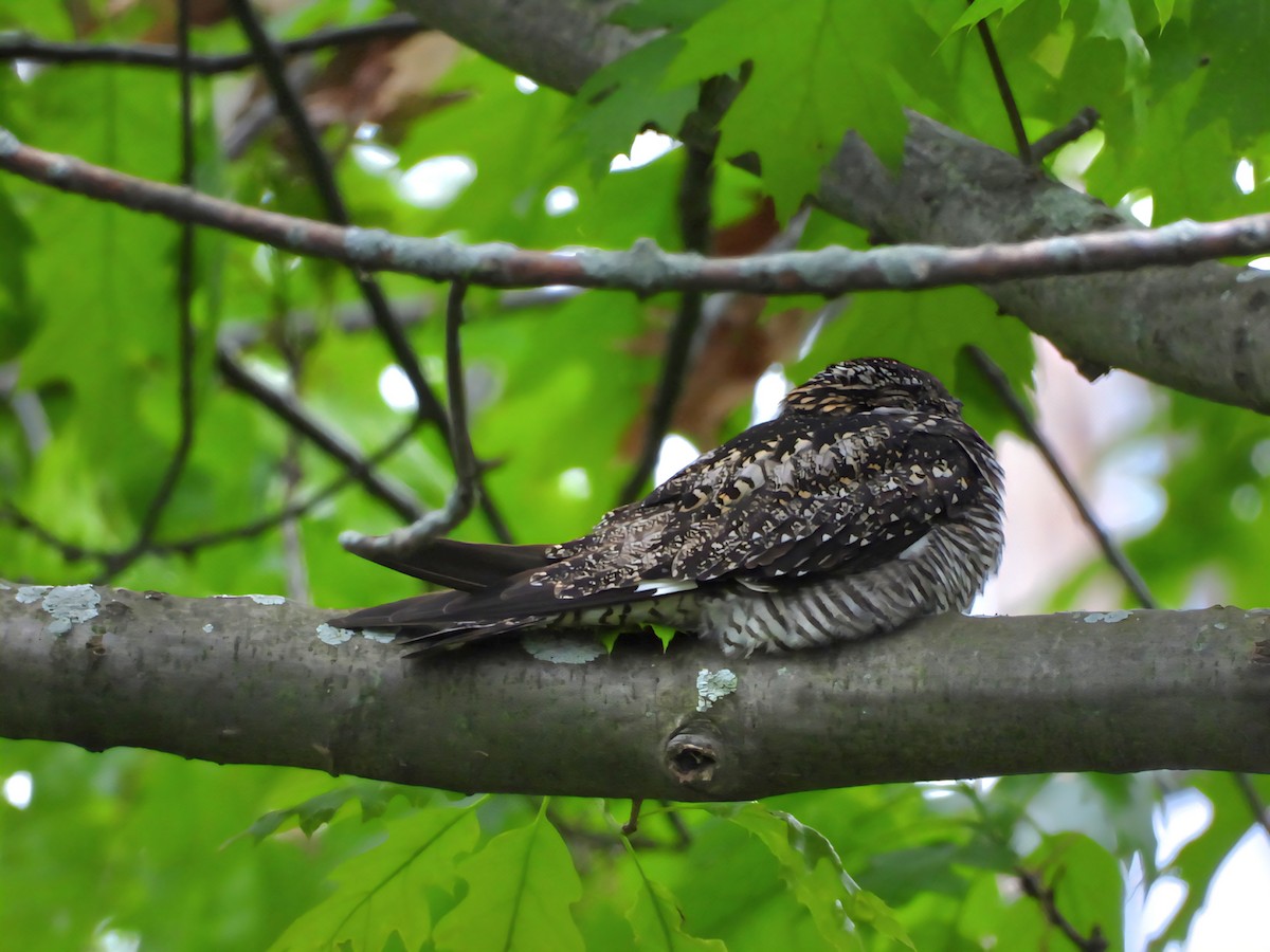 Pennsylvania Bird Atlas Checklist - 18 May 2025 - Presque Isle SP--Graveyard Pond Trail - 22 species